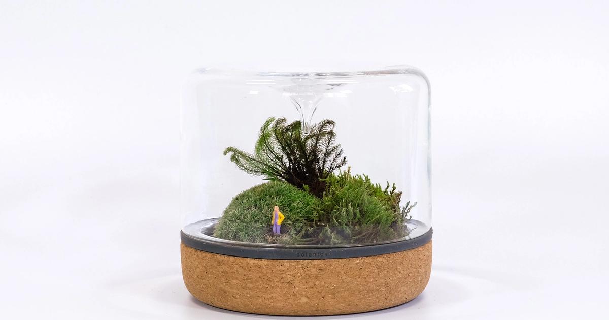 Rainforest Terrarium Cork