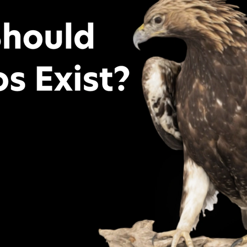 Should Zoos Exist? | Figment