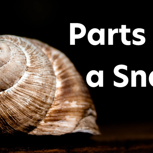 Parts of a Snail | Figment