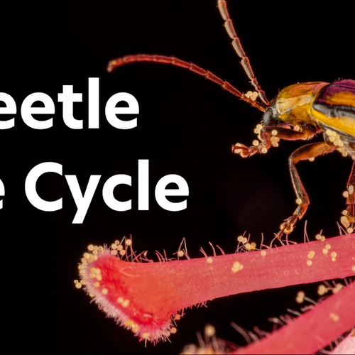 Beetle Life Cycle | Figment