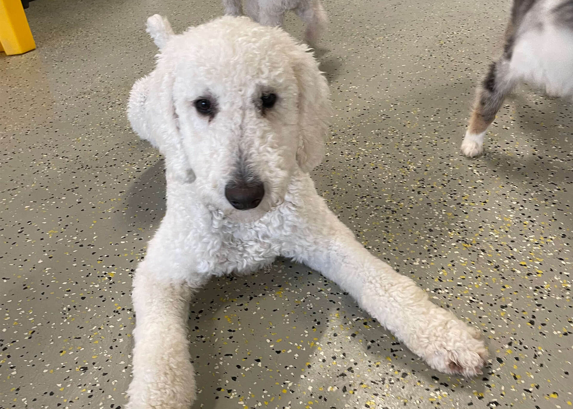 Griffyn, Another Daycare Success Story! - Playful Pack