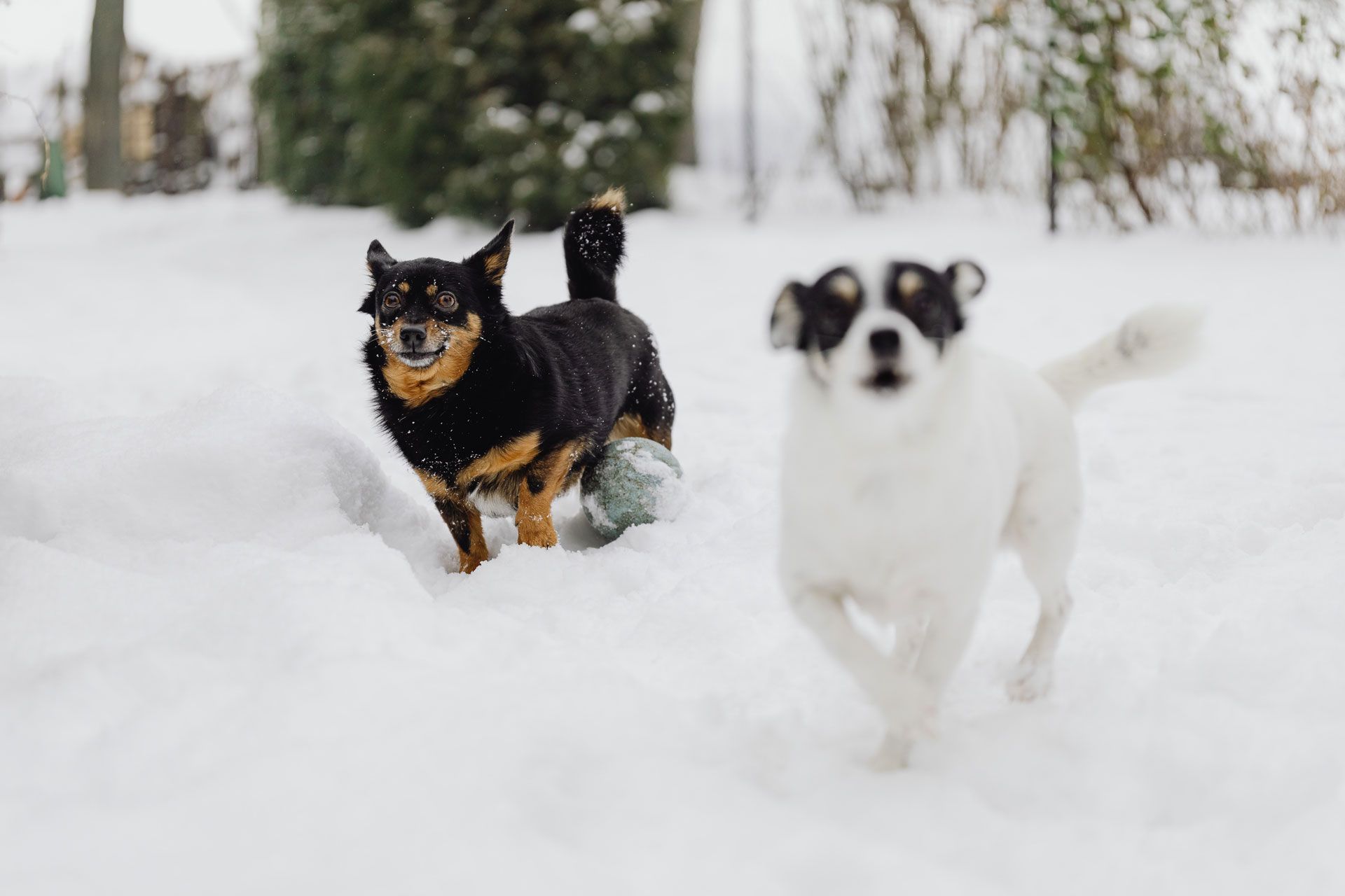 The Best Option for Your Dog this Winter Season - Playful Pack