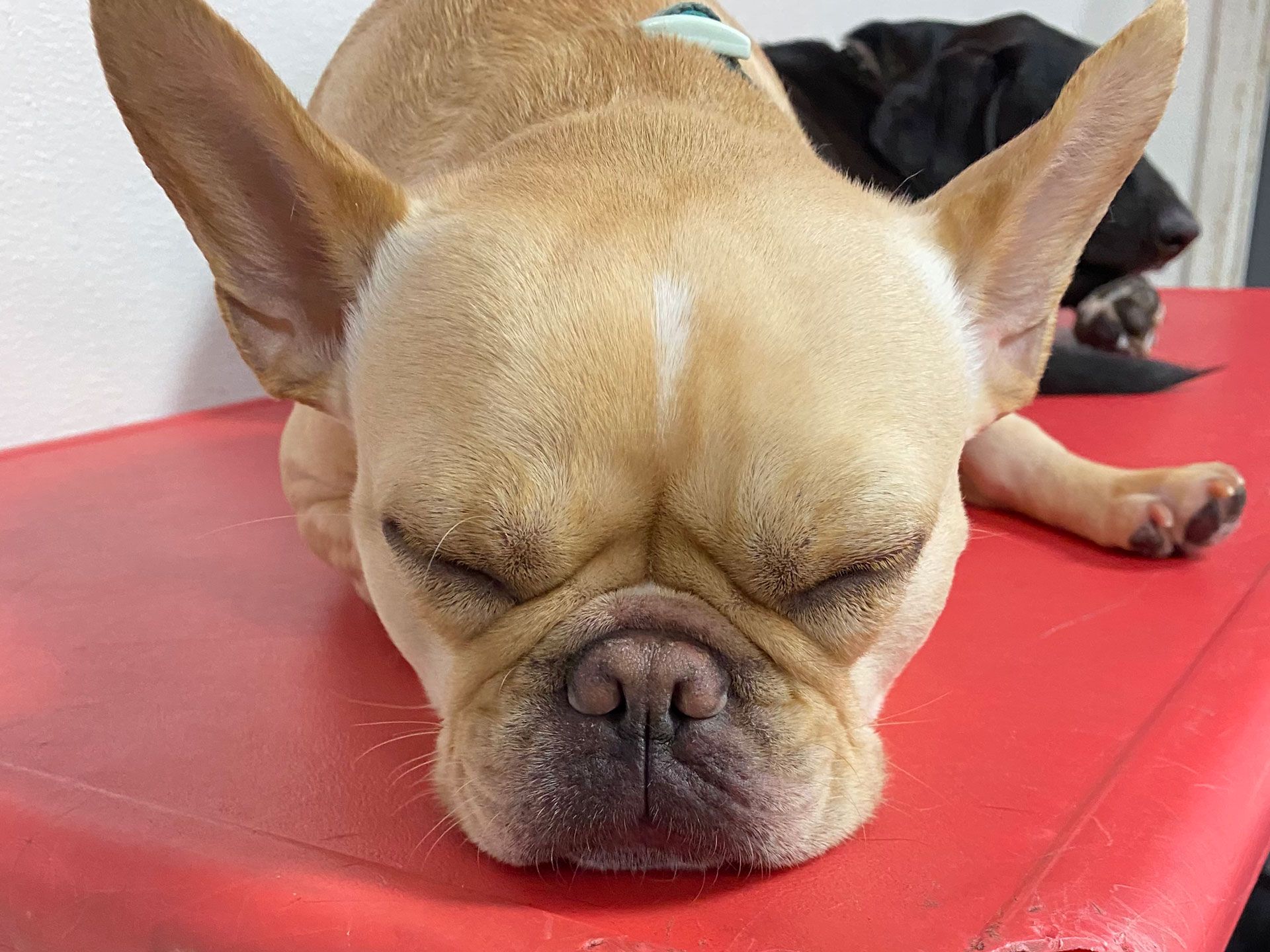 Why Playful Pack is the Best Dog Boarding for the Holidays - Playful Pack