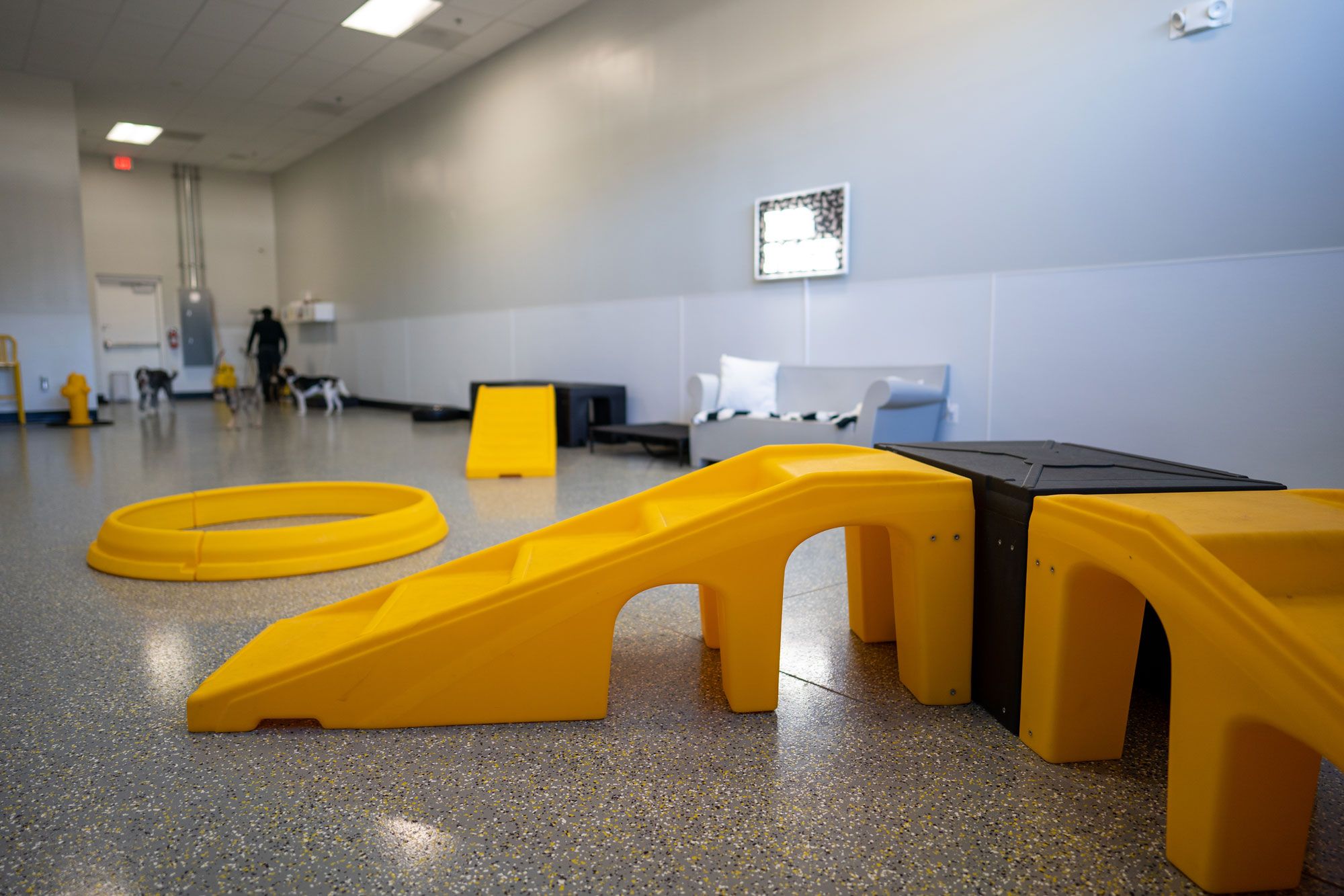 Dog daycare, the best option for your dog - Playful Pack