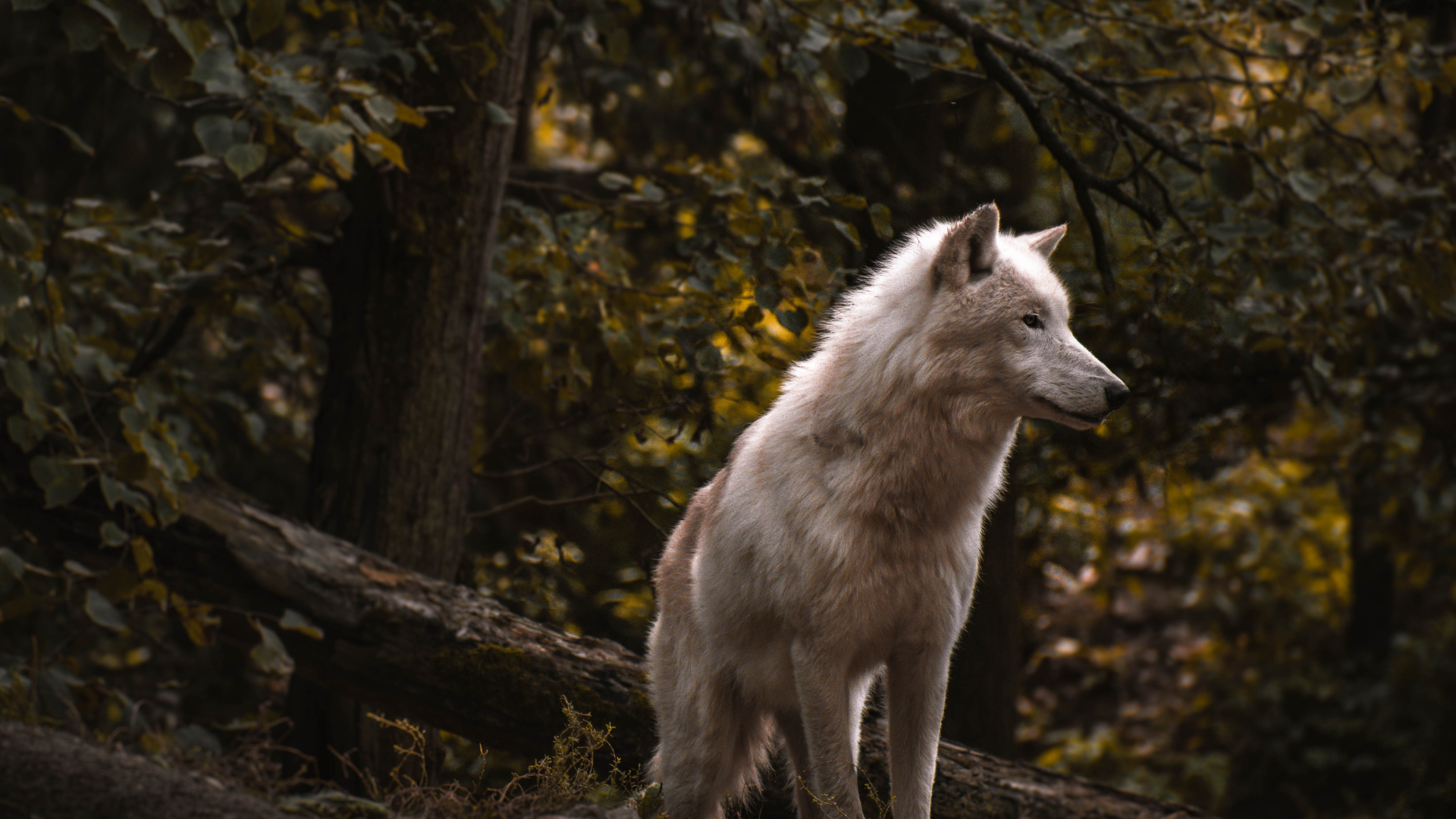 The Lone Wolf Personality: Definition, Traits & 11 Signs