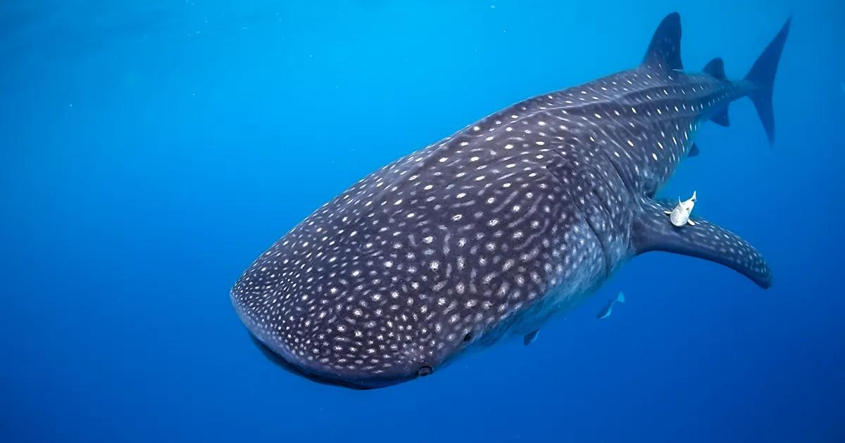 How Much Plankton Do Whale Sharks Eat
