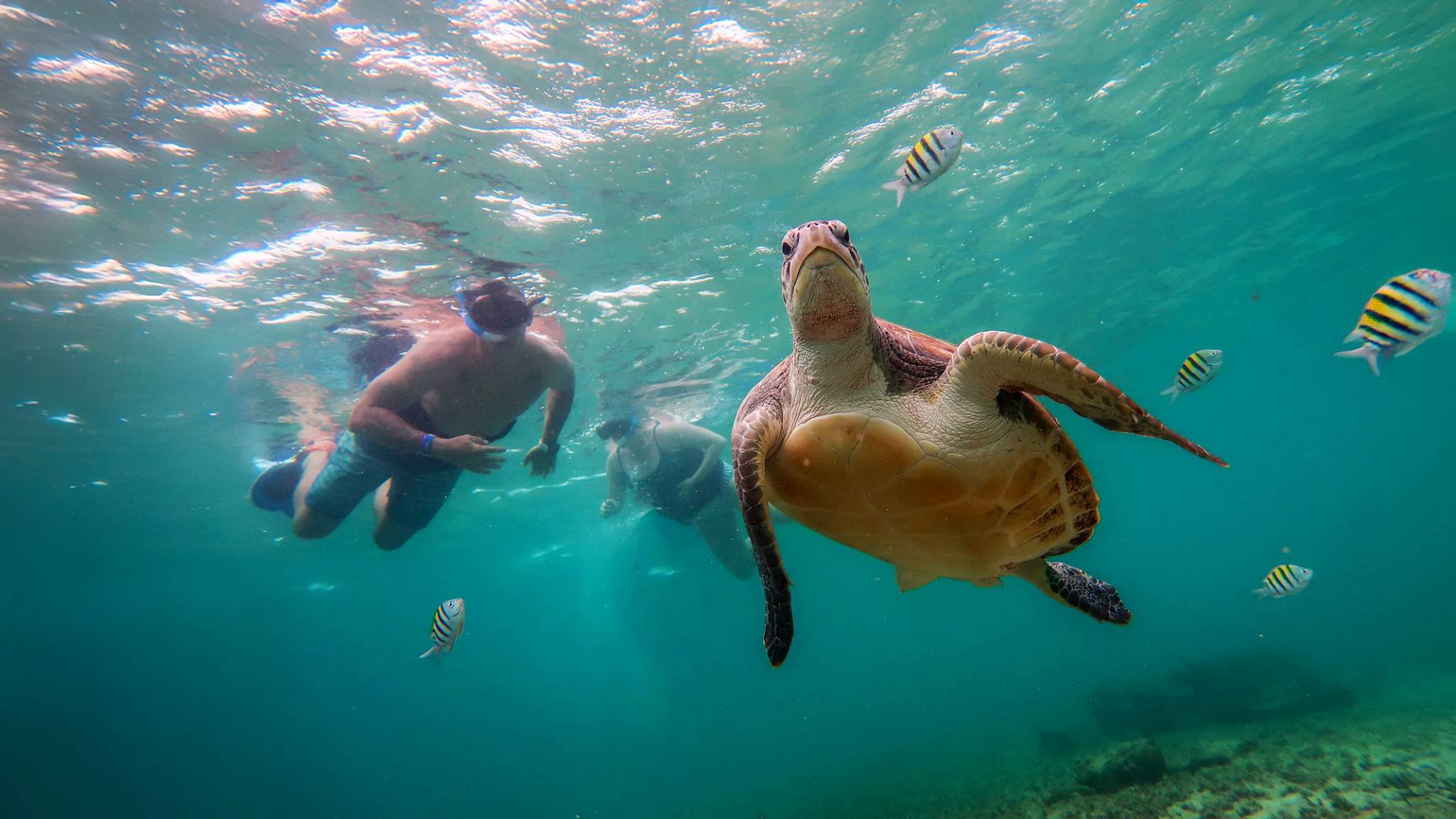 Swim with Sea Turtles & Cenote Tour