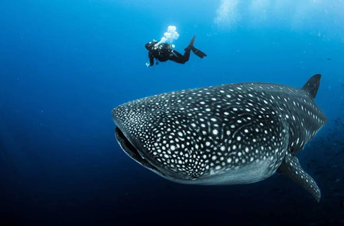 Whale shark images store