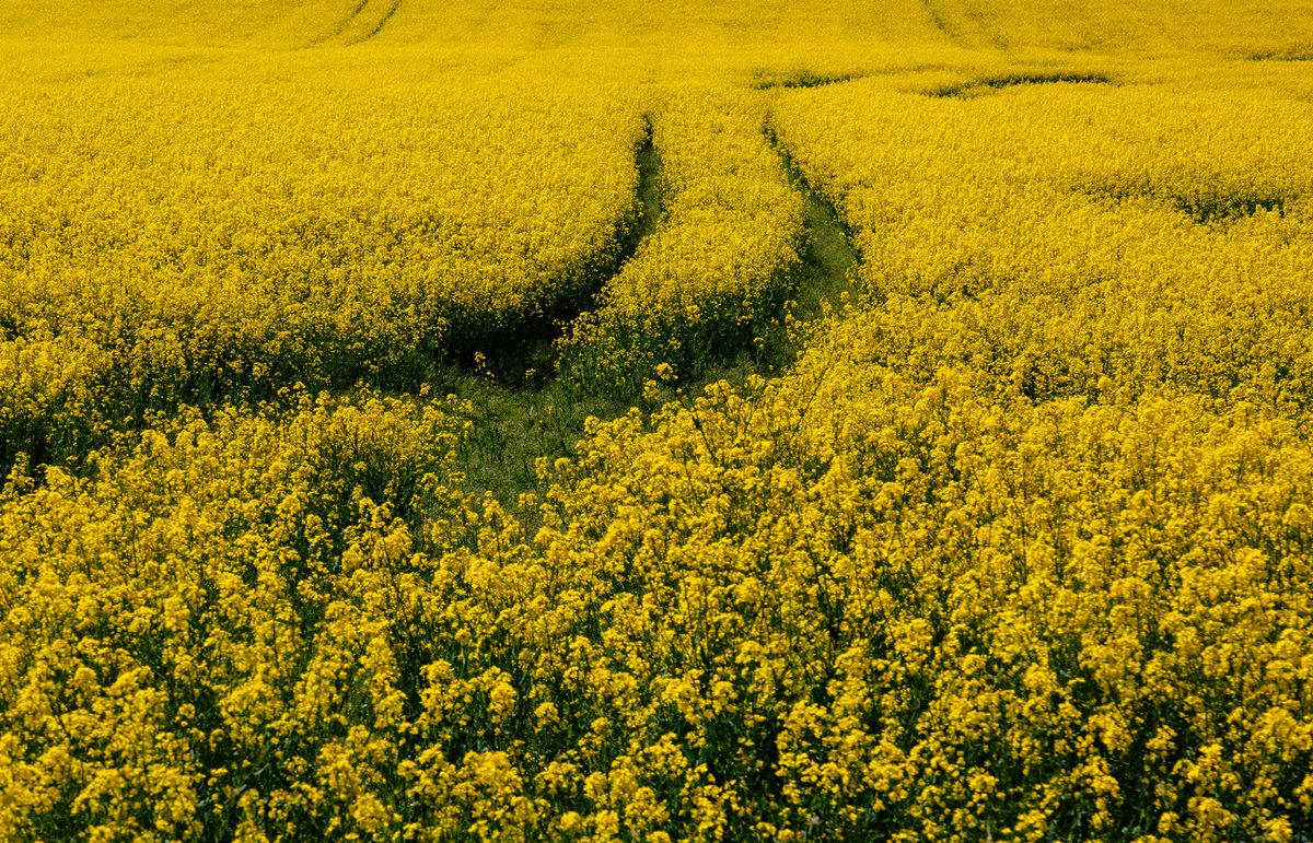 Sustainable Development Goals (SDGs) – an ambition too far?