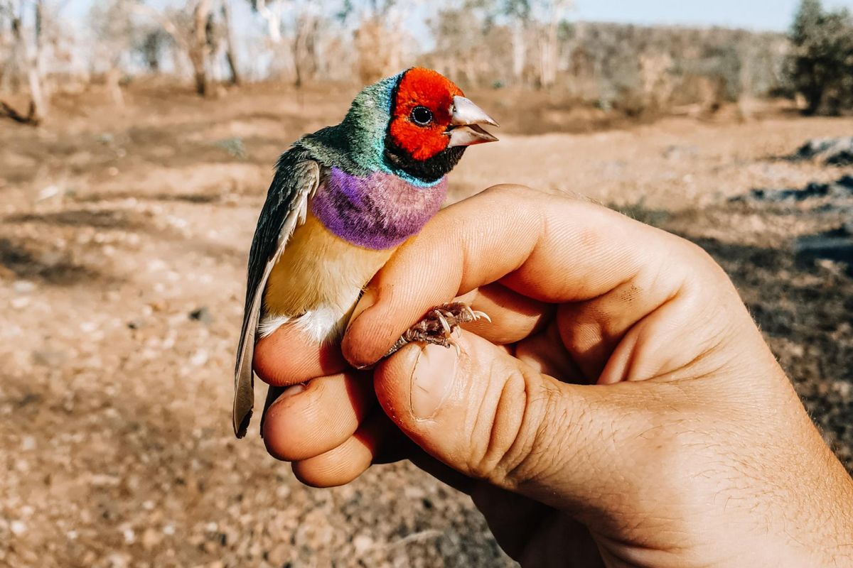 Mt Todd project Gouldian Finch management