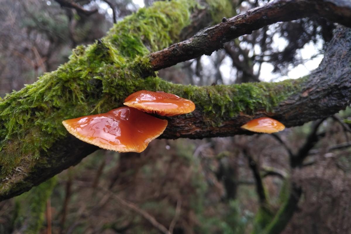 How nature can support the climate crisis: A focus on fungi