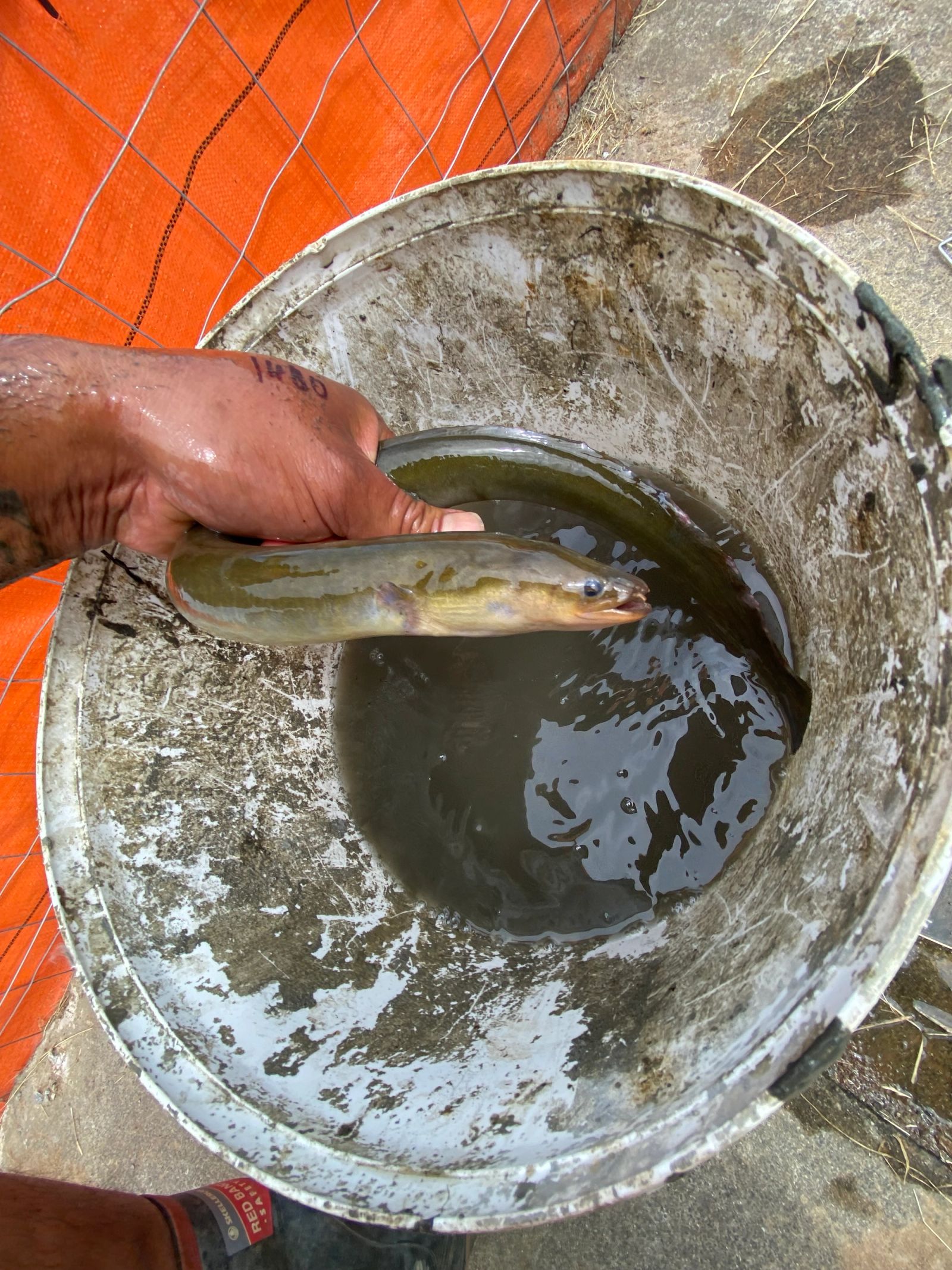 Peacocke Whatukooruru Drive Fish Management