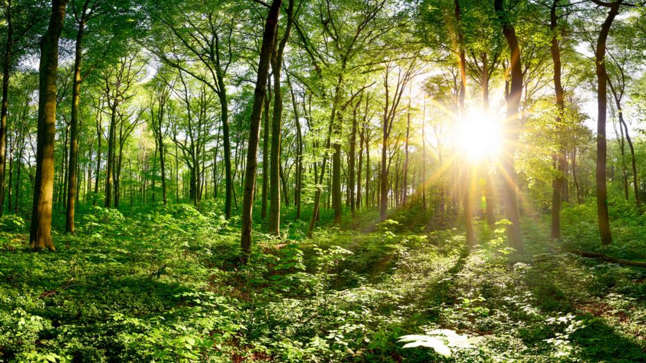 Power, Renewables and Energy | Sectors | SLR Consulting