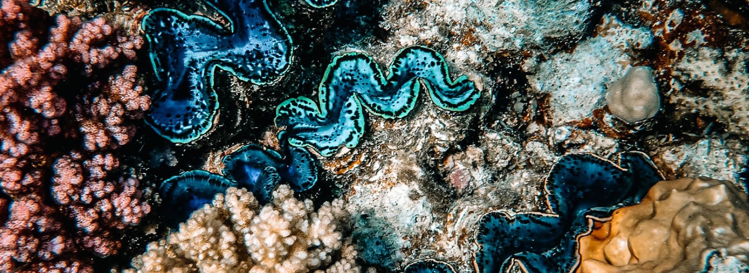 Natural Capital & Ecosystem Services | SLR Consulting