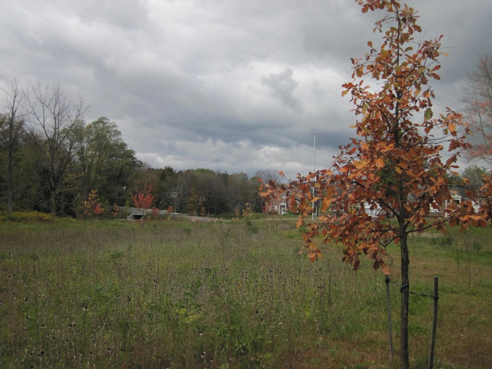 Melrose Terrace floodplain restoration