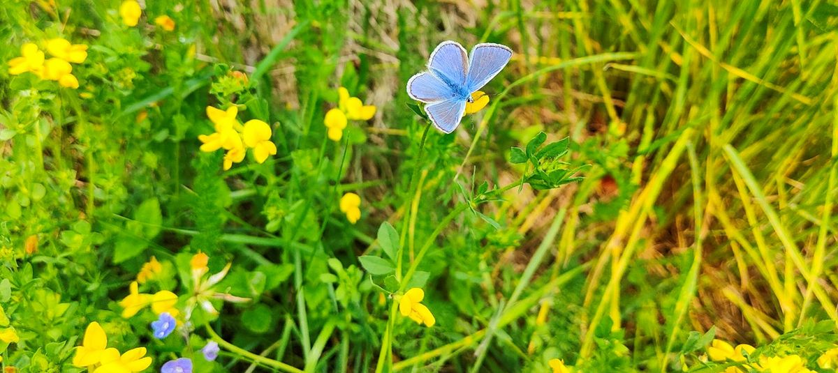 The journey to Nature Positive: Methods for Sampling and Quantifying ...