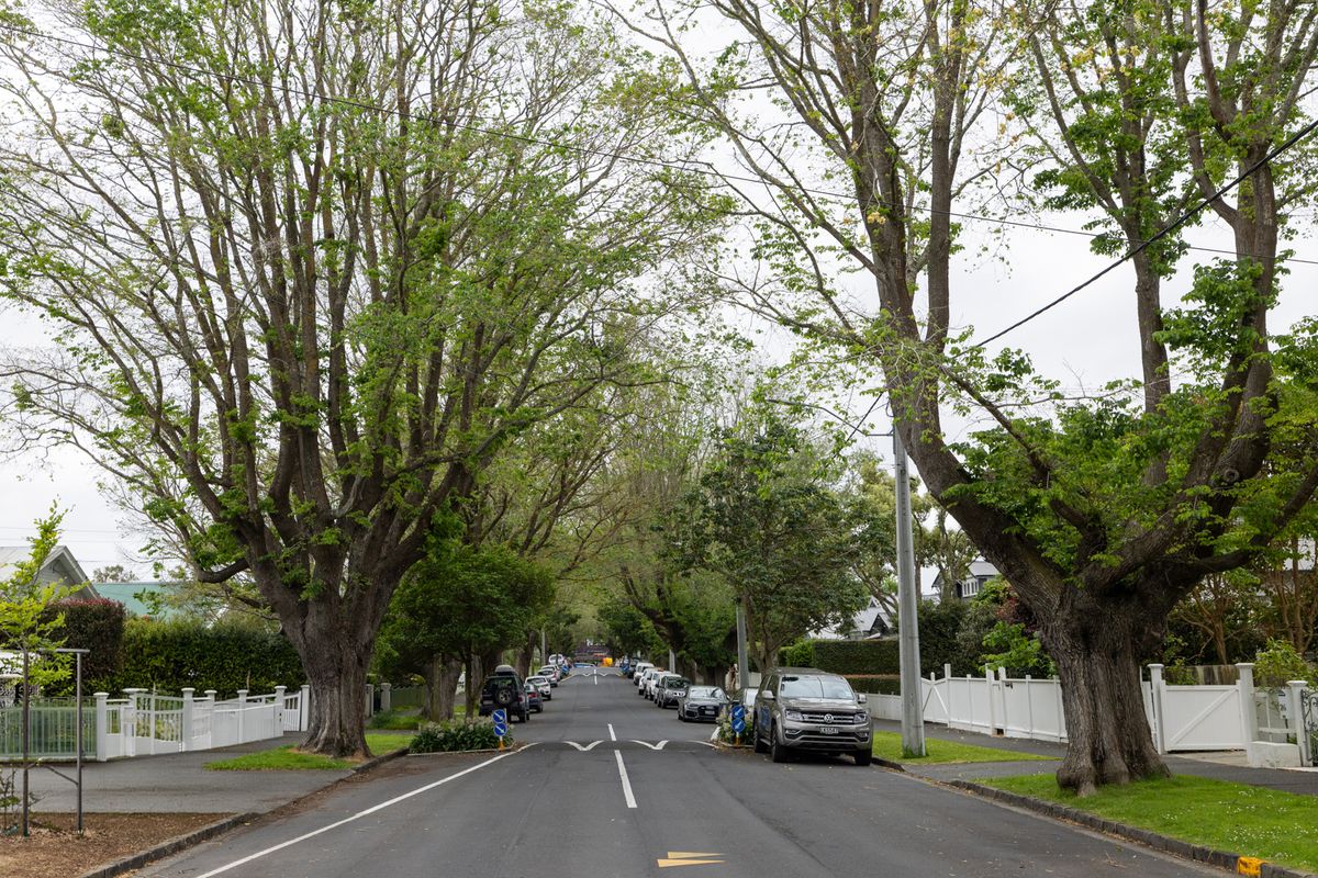 Dutch Elm Disease Management Plan