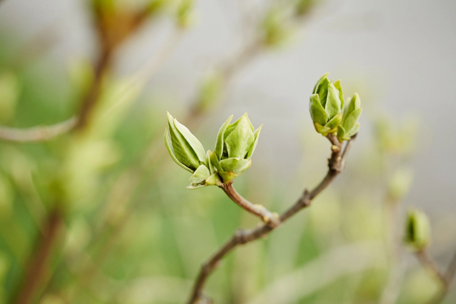 Building our Social Risk Management services | SLR Consulting