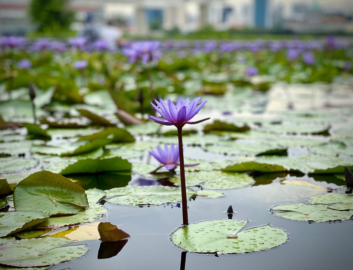 Your Guide to Nature-related Disclosures
