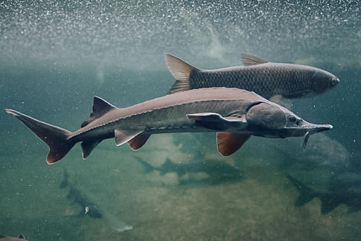 Lake Sturgeon waterpower guide