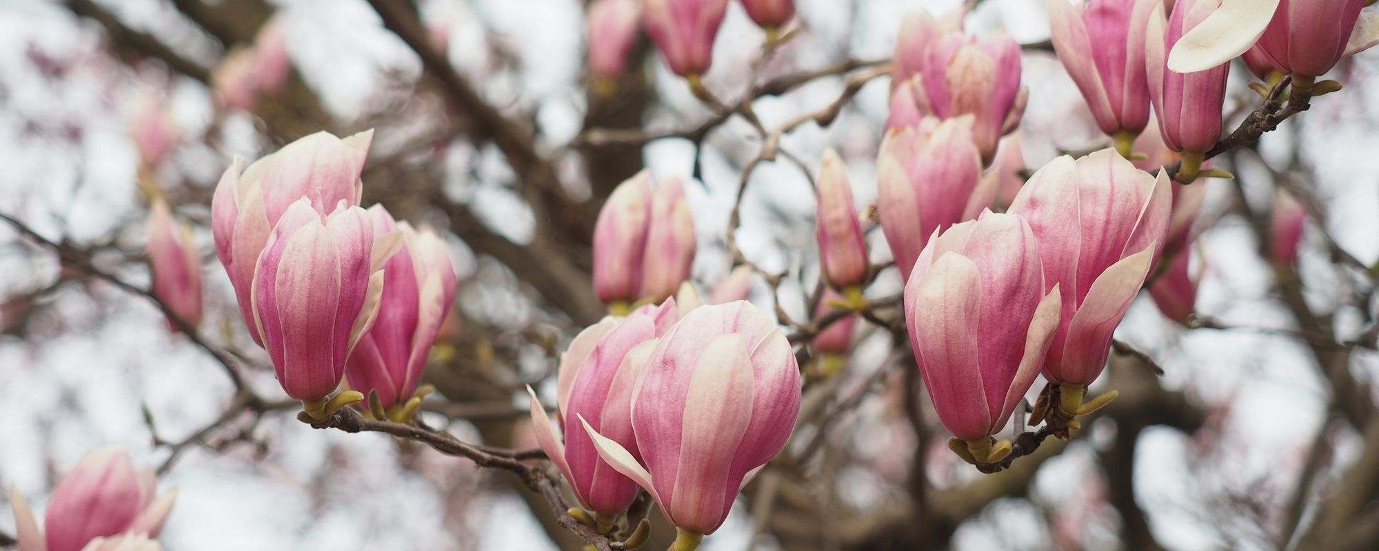 Spring Break in DC: The Best Family-Friendly Activities and Events ...