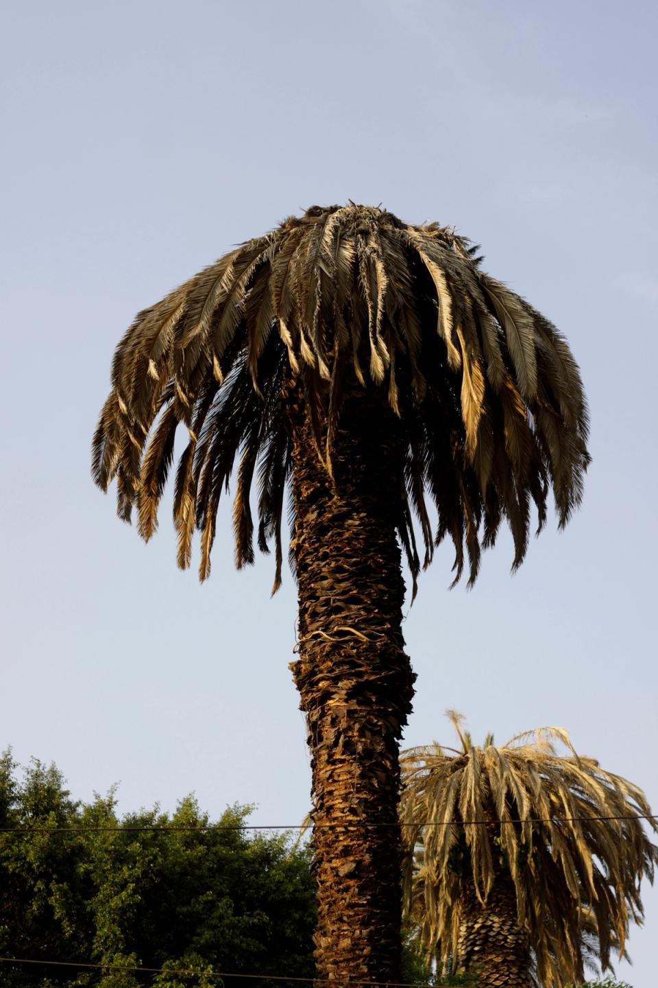 Life and Death of a Palm Tree by Estudio Ome