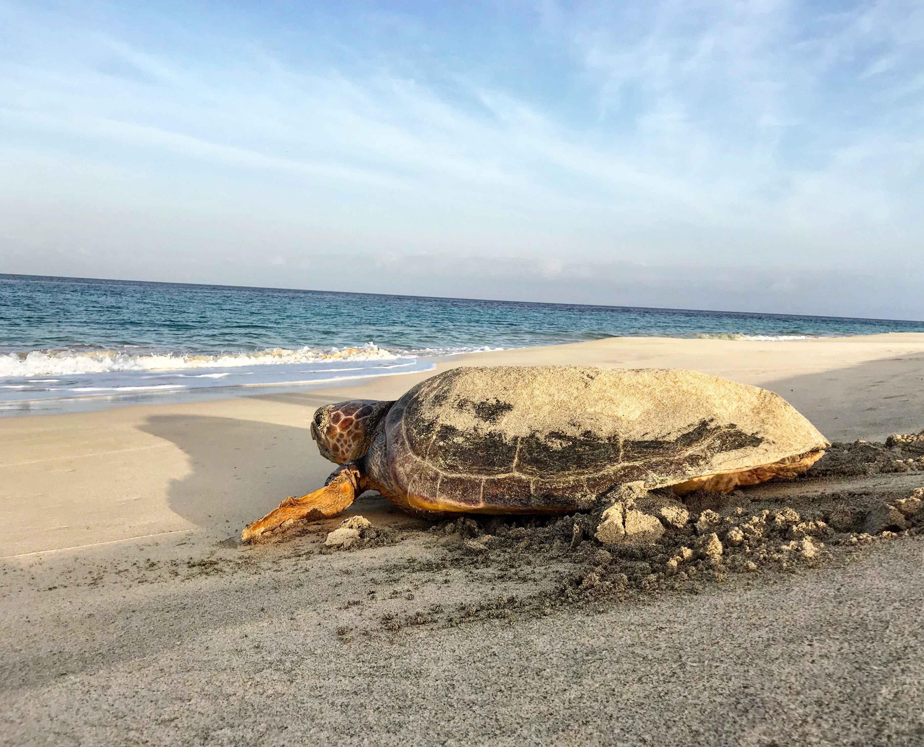 Protecting turtles from above: Project Biodiversity and TUI Care ...