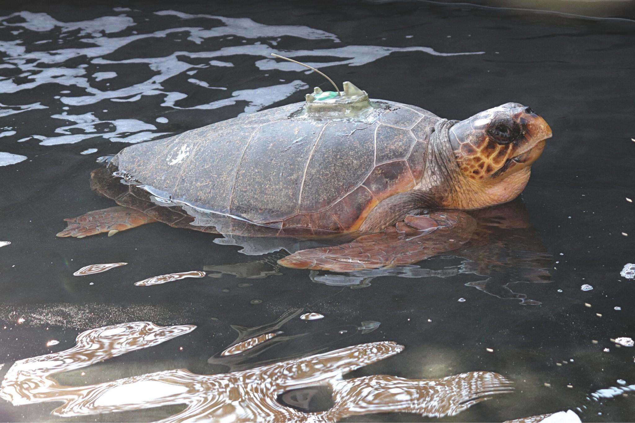 Turtle protection through satellite trackers: TUI Care Foundation and ...