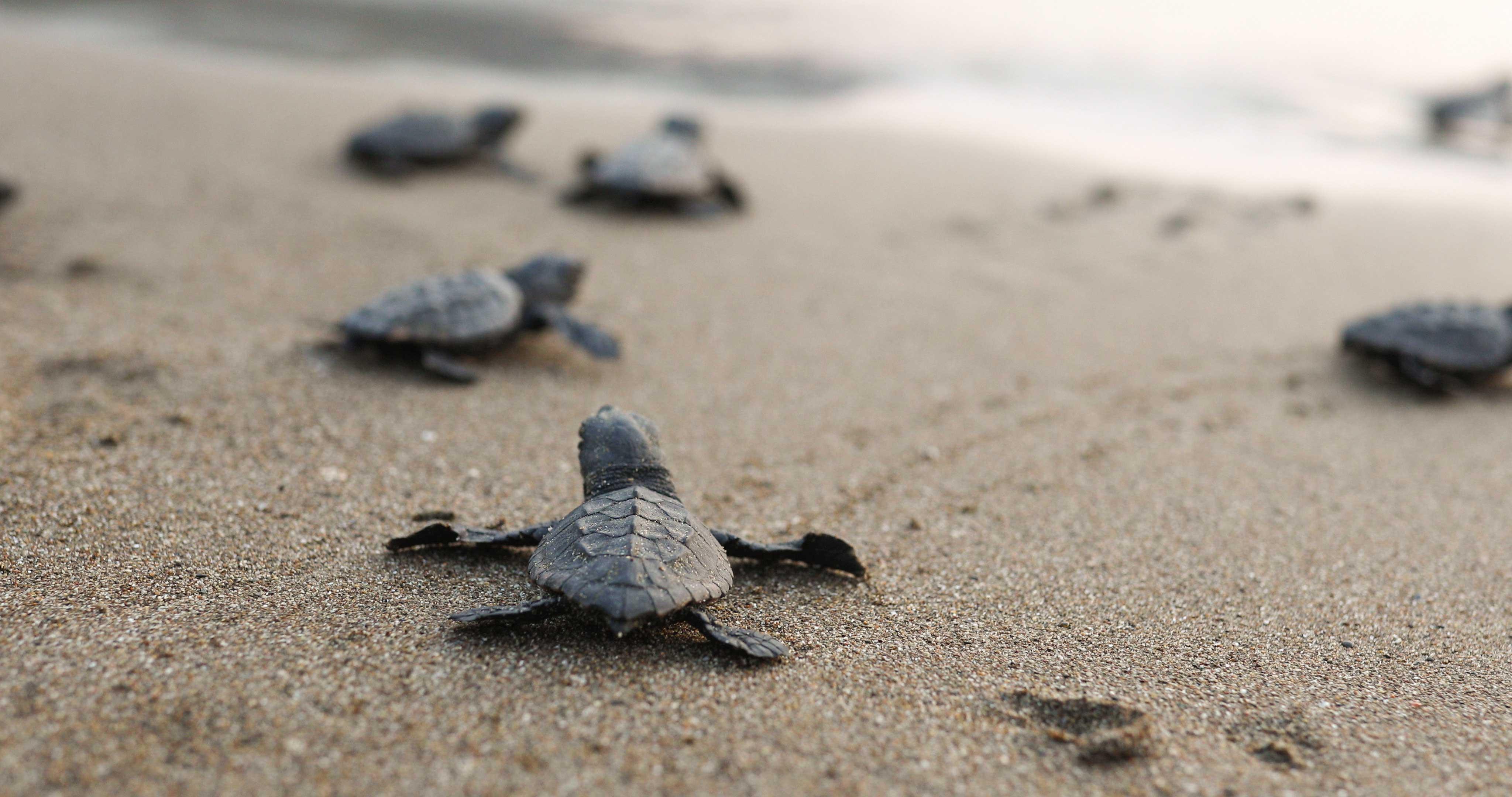 Satellite tracking device for turtle protection: TUI Care Foundation ...