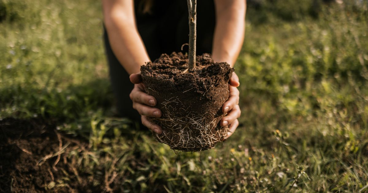 AAA South Jersey Planting Trees for Every Vehicle Battery Recycled ...