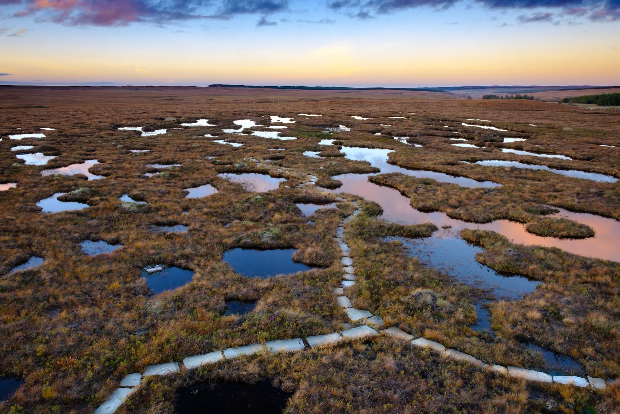 World Bog Day 2021 | Importance of Peatlands and Climate | Forest Carbon