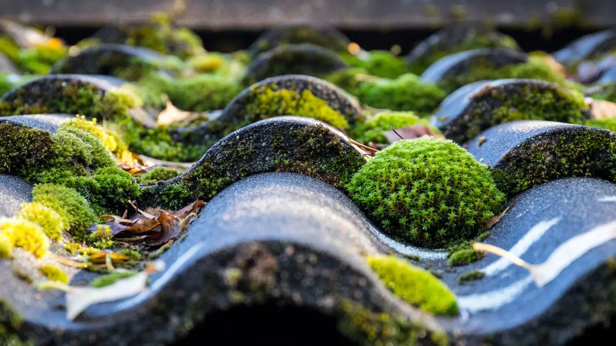 Hvordan fjerne mose på tak | Byggtorget