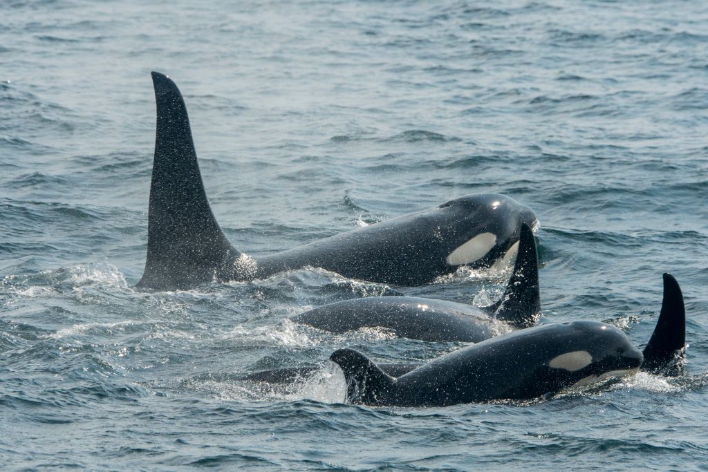 Orcas are working together to sink boats