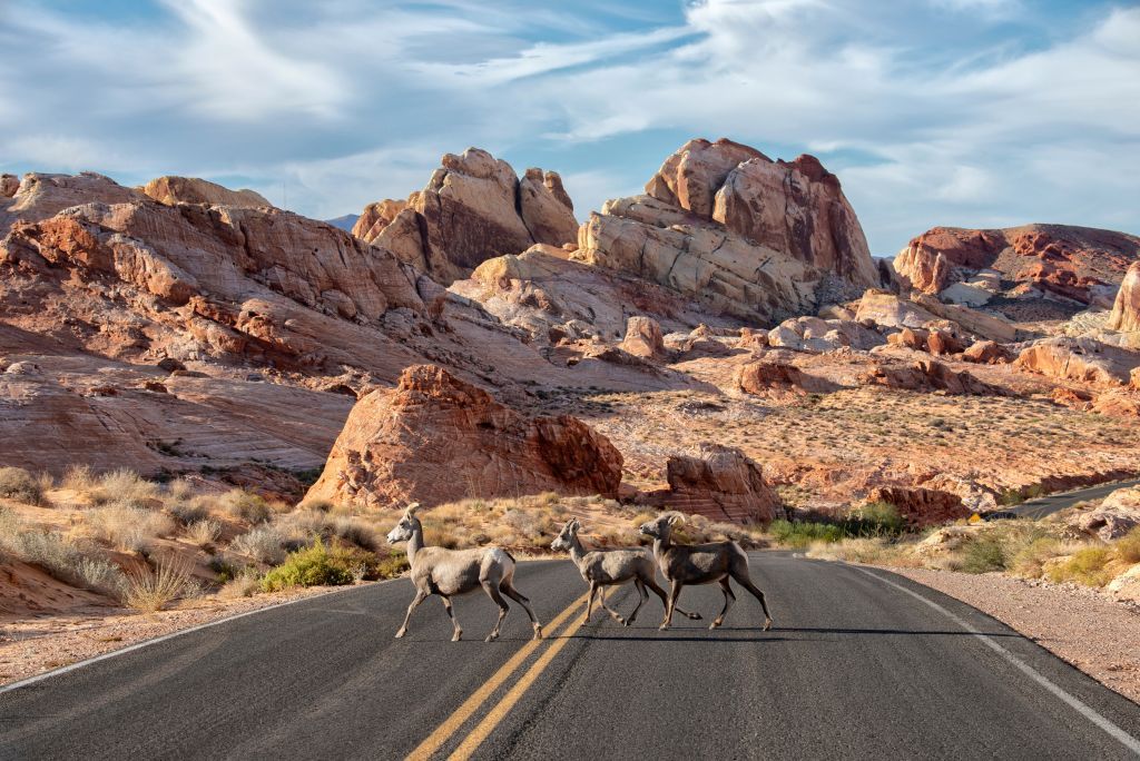 The infrastructure bill’s funding for wildlife crossings will save ...