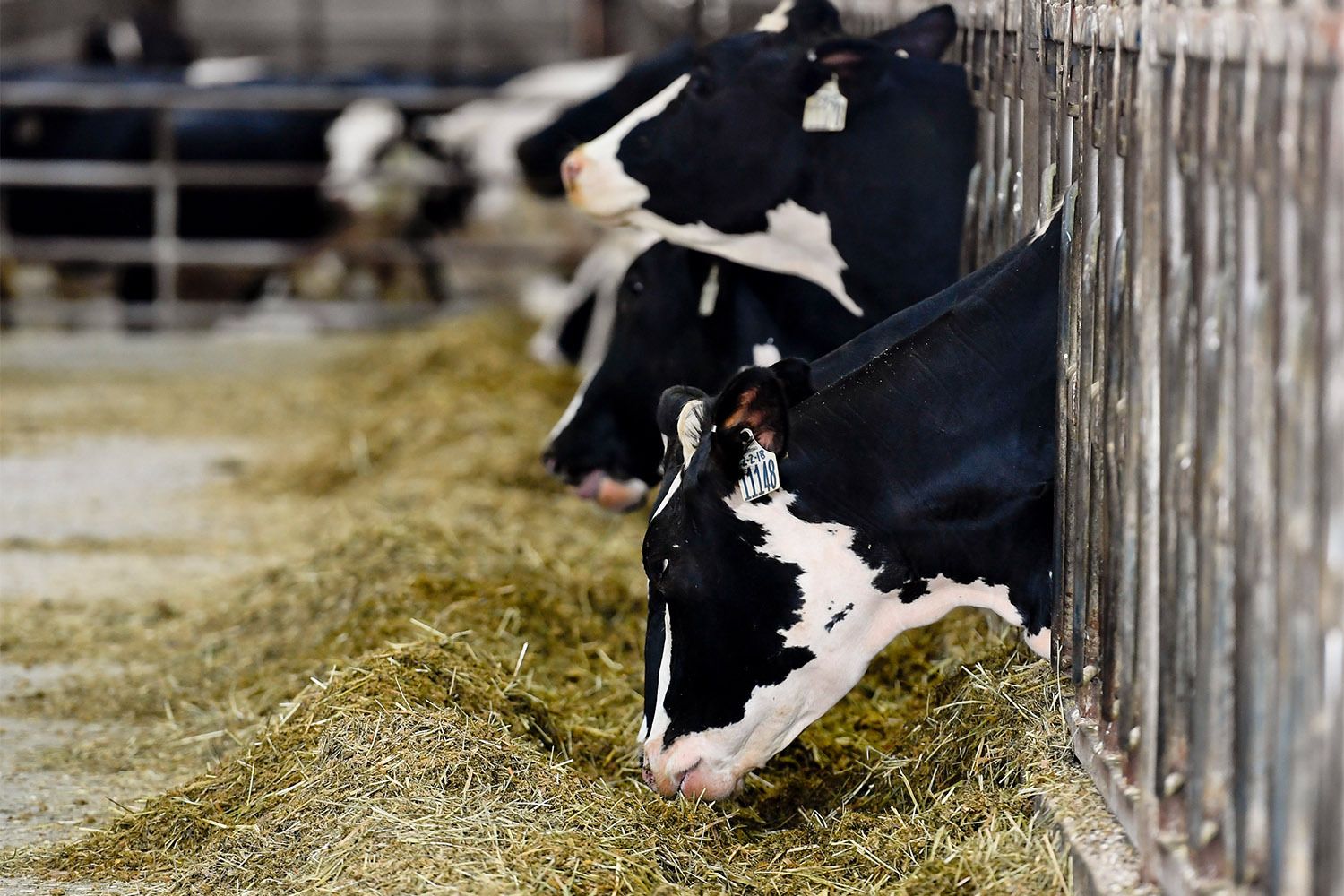 1 in 5 samples of milk contained bird flu virus fragments