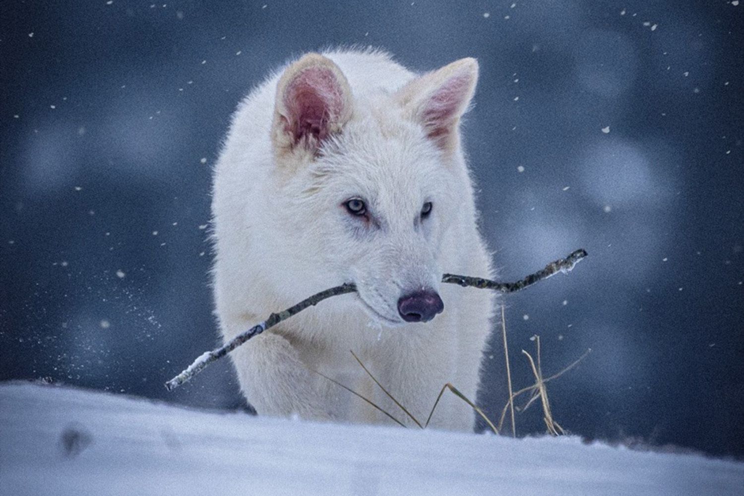 Biotech startup brings back the dire wolf after 12,000 years