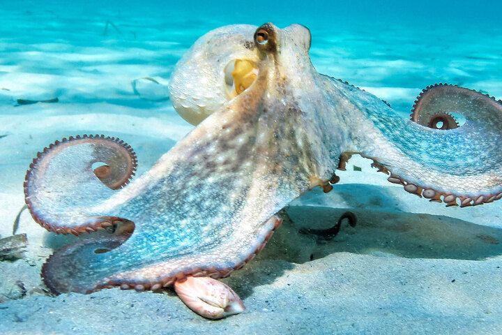 World’s 1st octopus farm sparks outcry