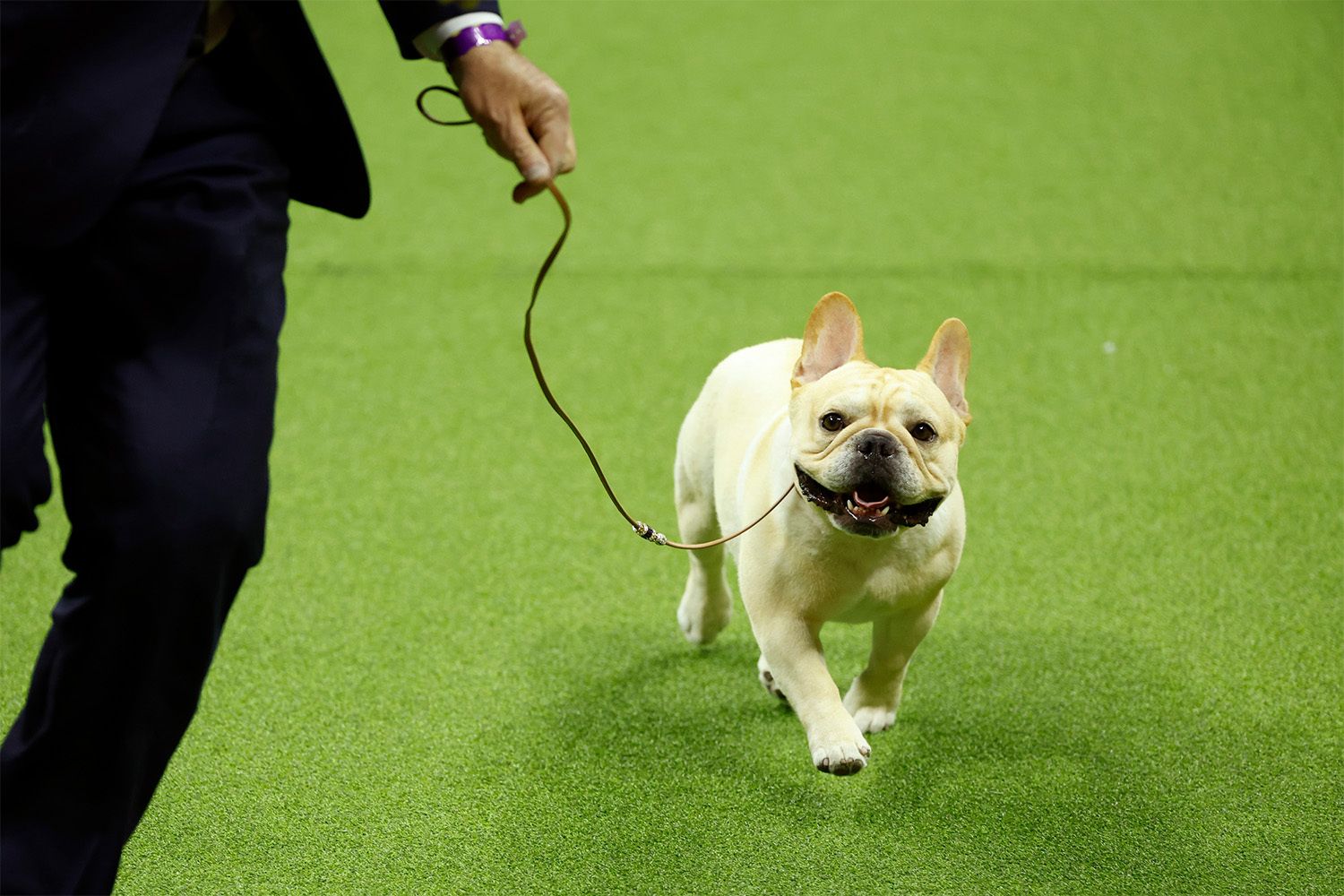 French bulldog wins Westminster Kennel Club for the first time