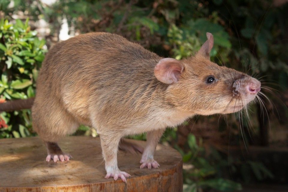 Land Mine Clearing Rat Wins Britain's Highest Animal Honor