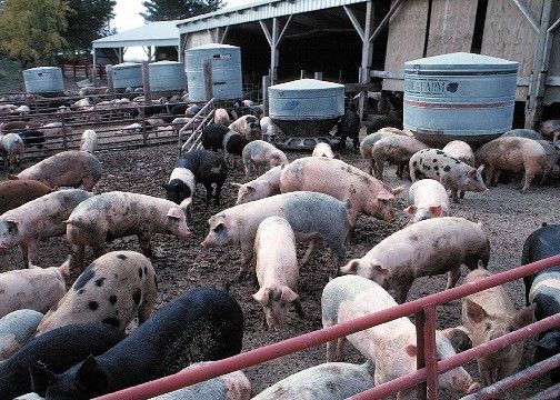 When There’s Not Enough Pork