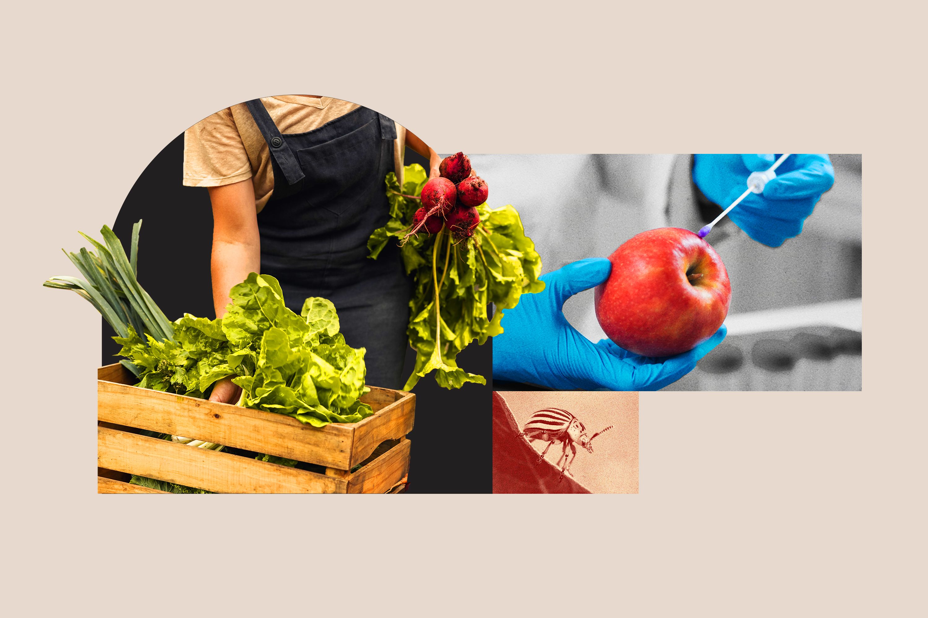 RNA crop protection joins the fight against pesticide-resistant bugs