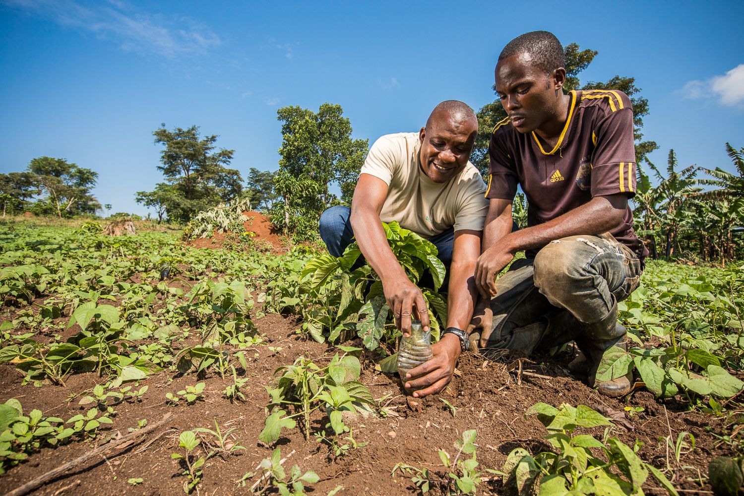 Coffee Production Needs to Get Climate Smart – Now!