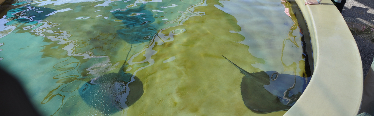 Six Flags Discovery Kingdom - Stingray Bay | Experience | Six Flags ...