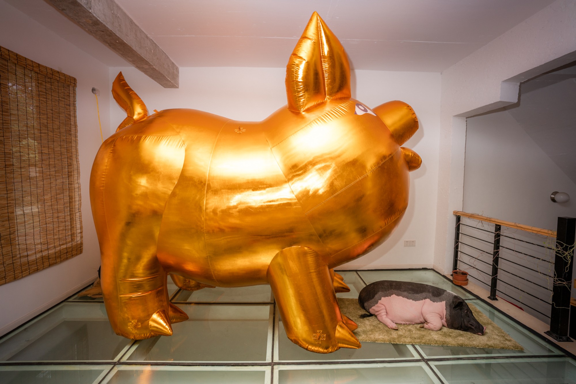 PIG — SIGNED | Note Note Éditions