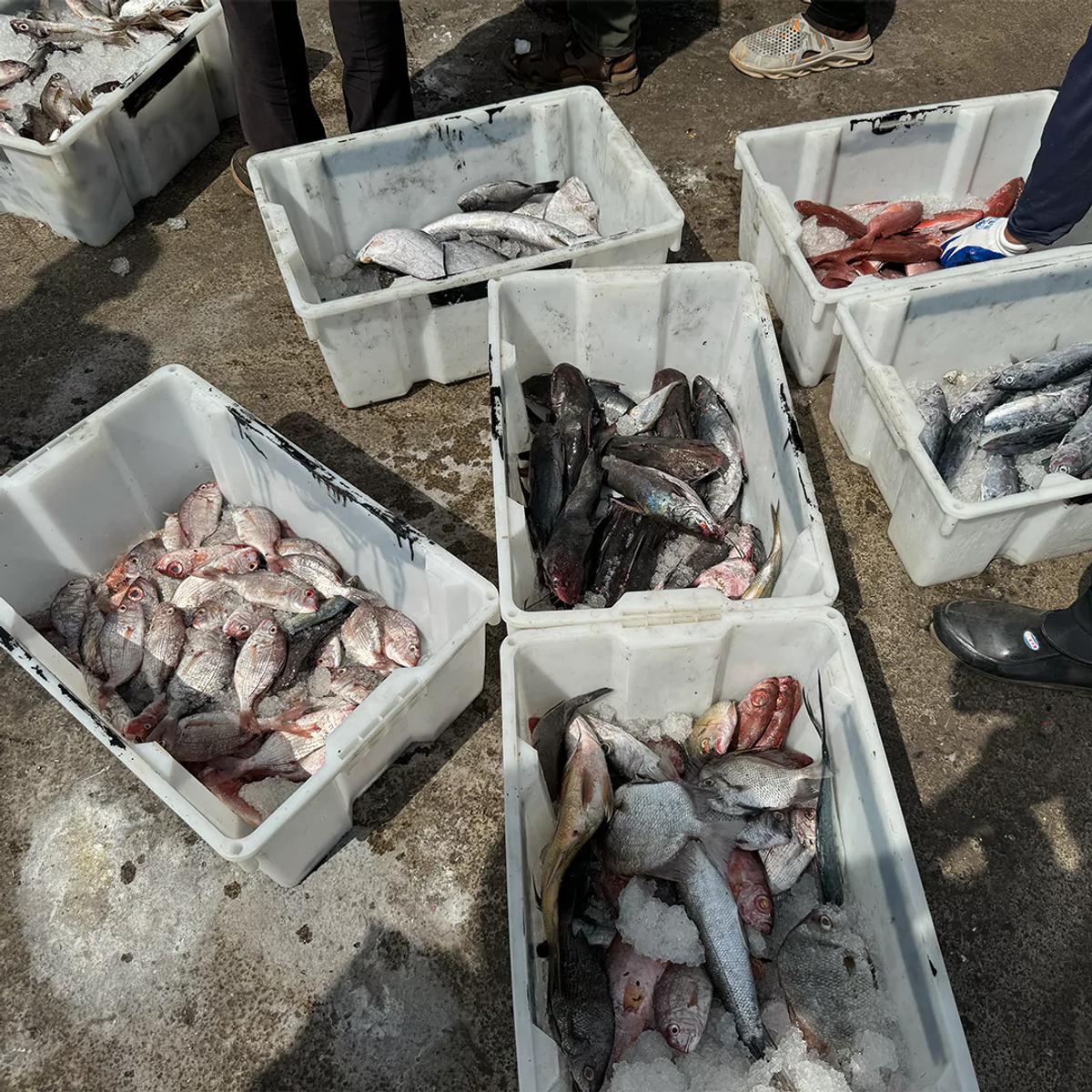 Decolonial Agroecologies