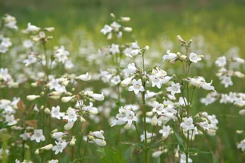 Pennsylvania Native Plants: 14 Amazing Flowers For Your Garden | My ...