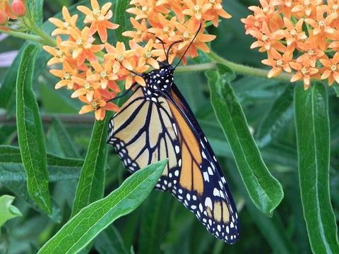 Missouri Native Plants List: 11 Amazing Wildflowers | My Home Park ...