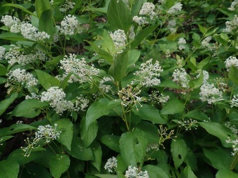 New Jersey Native Plants List: 15 Amazing Choices for the Garden State ...