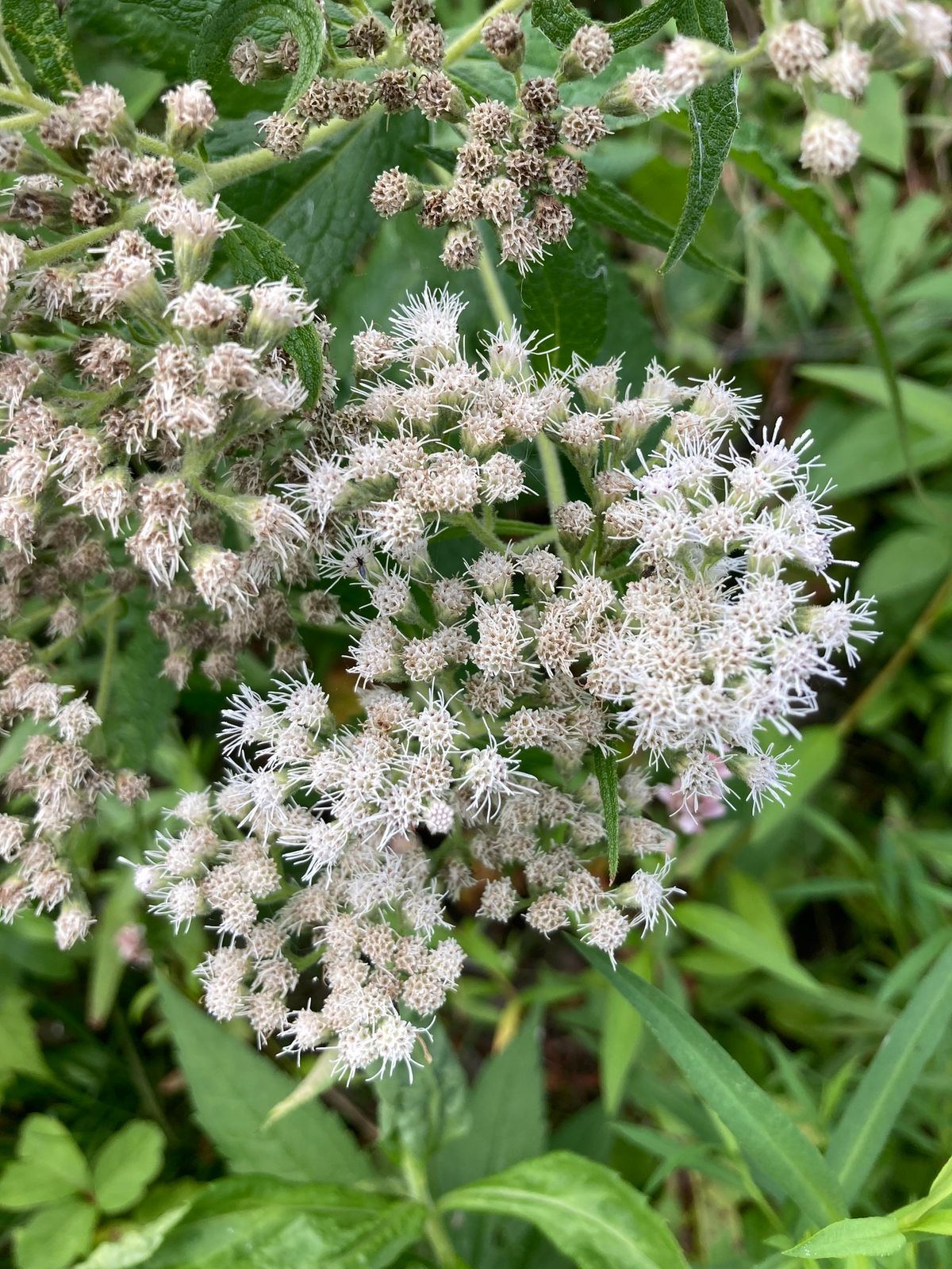 Rainbow Revelry Perennial Native Plant Rain Garden [64 plants] | My ...