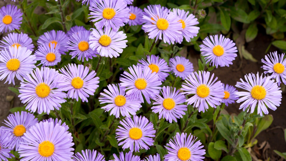 Michigan Native Plants: 14 Amazing Landscaping Choices | My Home Park